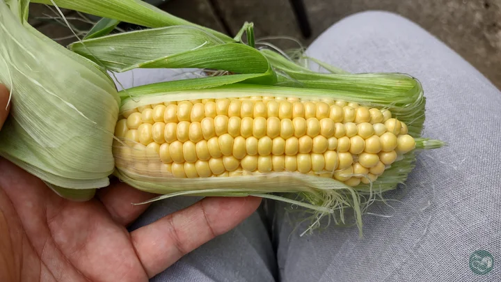Grow Sweetcorn At Home: Everything You Need To Know